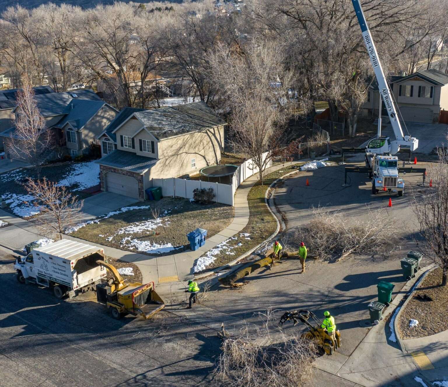 Tree Removal - All Woods Tree Service