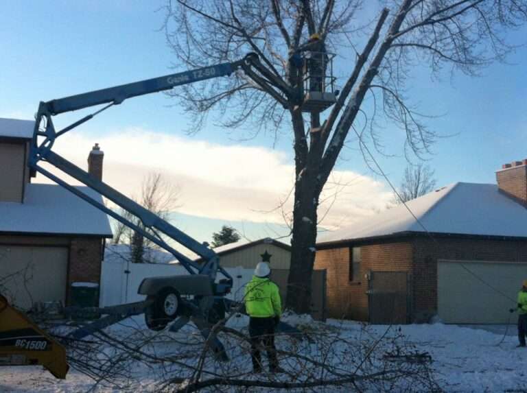 Tree Care FAQs: Answers from All Woods Tree Service