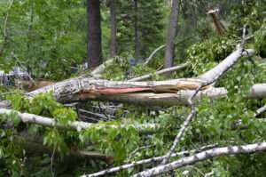 Emergency Tree Damage - All Woods Tree Service