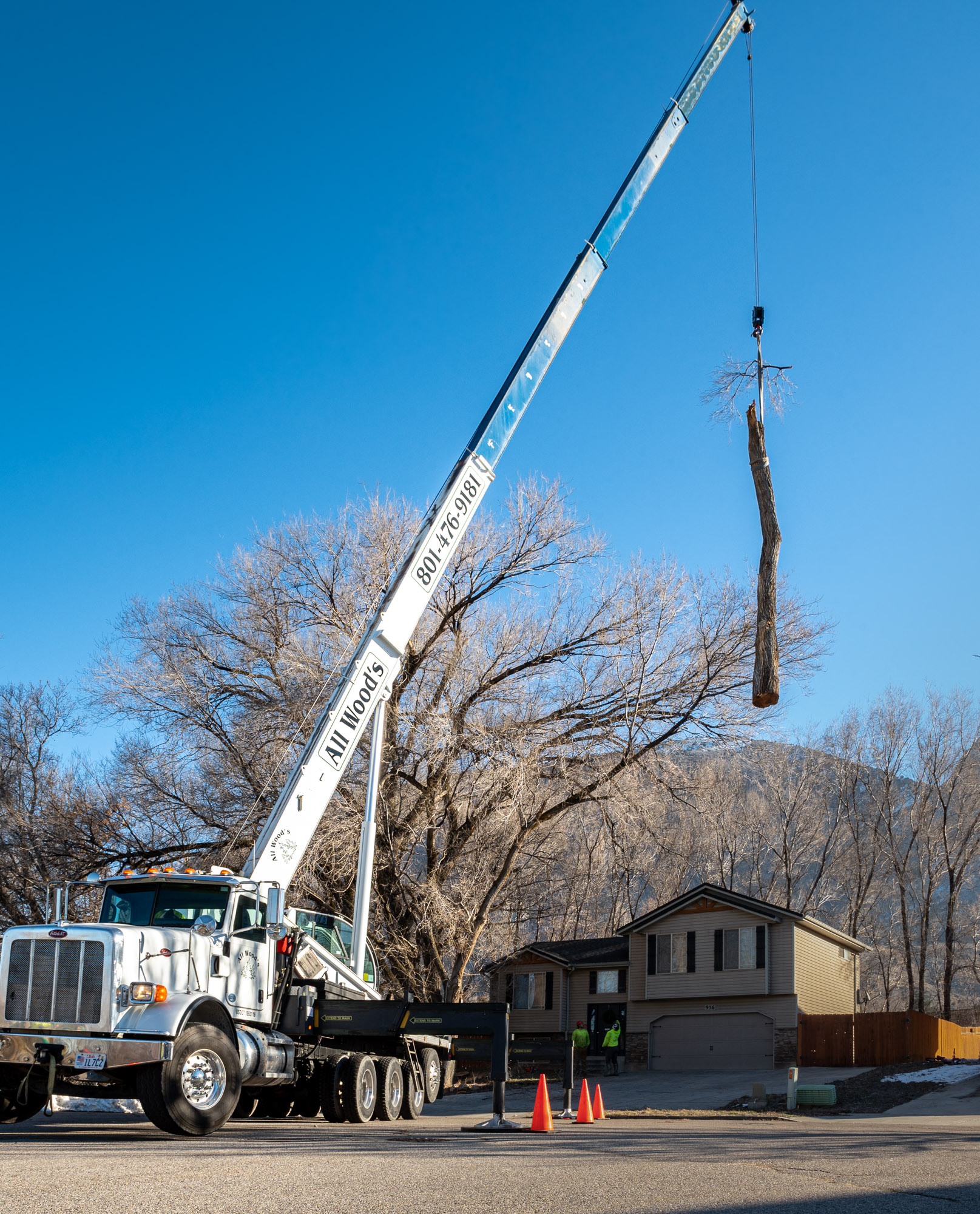 Crane Assisted Tree Removal | All Woods Tree Service