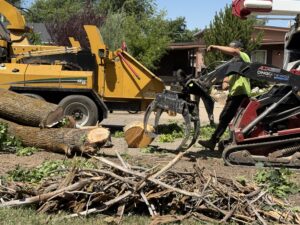 Tree Care FAQs: Answers from All Woods Tree Service
