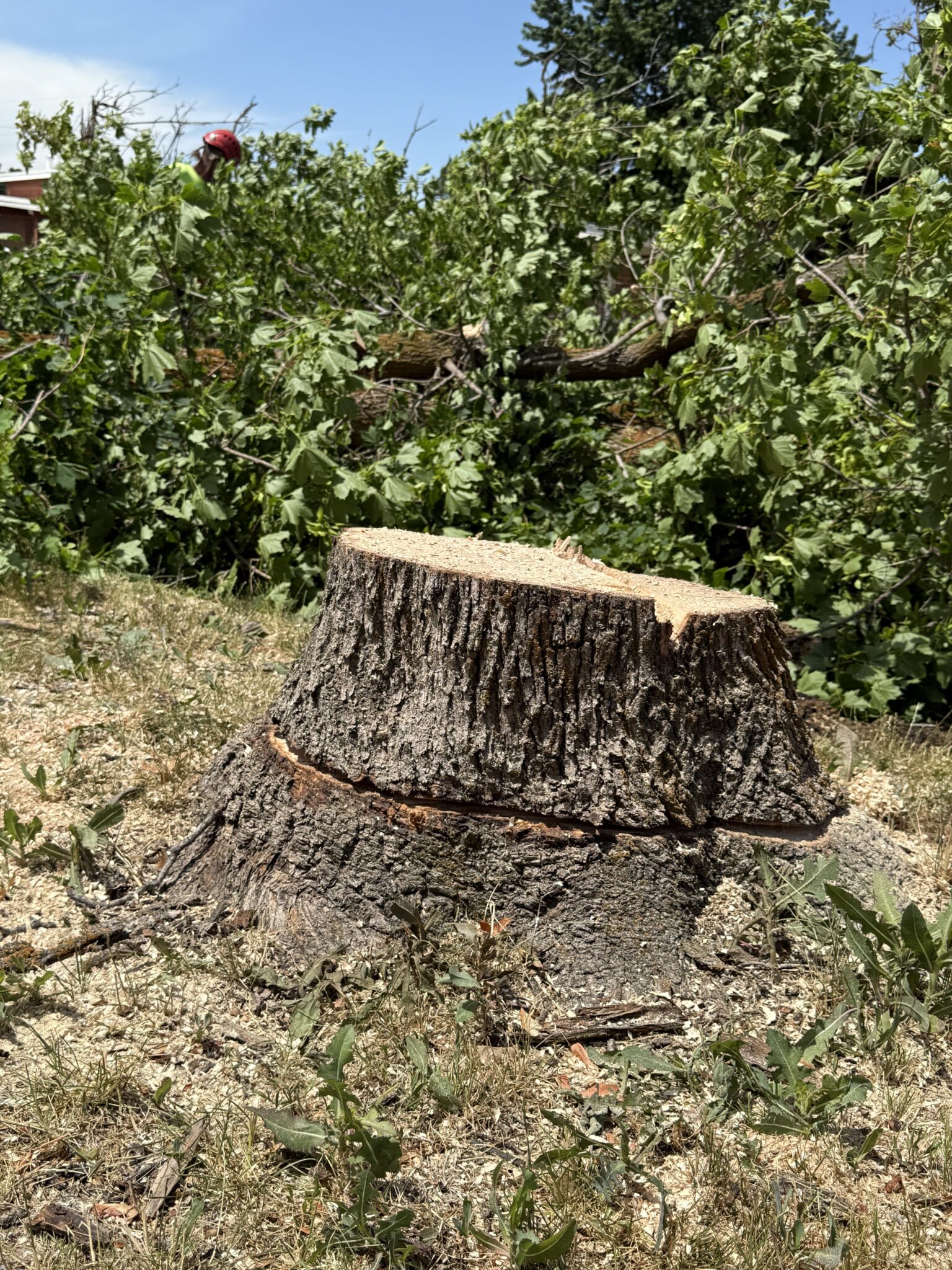 Stump Grinding Service in Northern Utah | All Wood's Tree Service